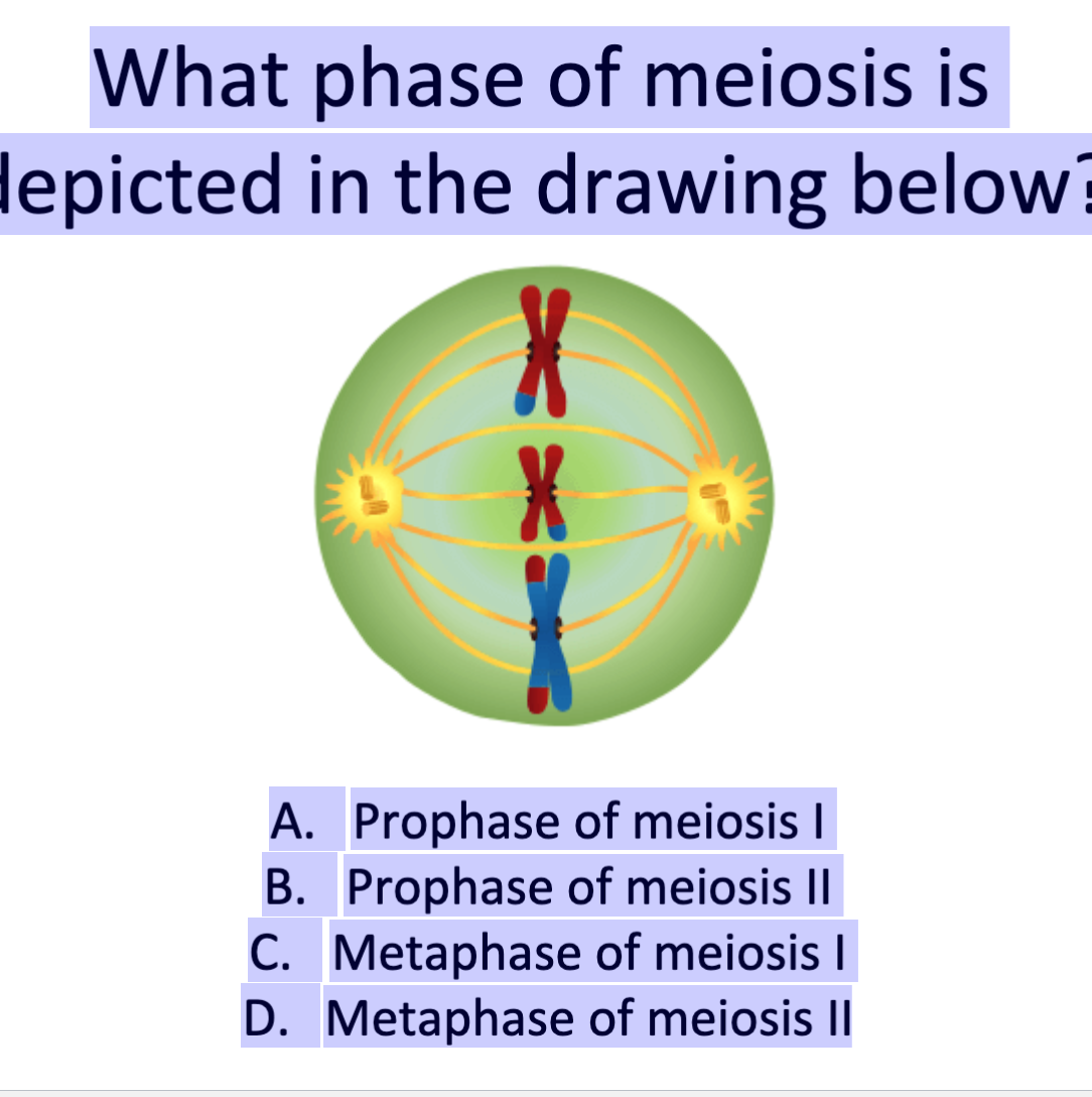 What phase of meiosis is lepicted in the drawing below A. Prophase of ...
