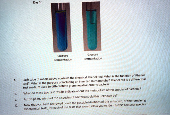 SOLVED: Day Sucrose Glucose Fermentation Fermentation chemical Phenol ...