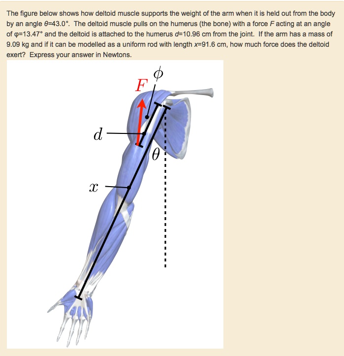 the figure below shows how deltoid muscle supports the weight of the ...