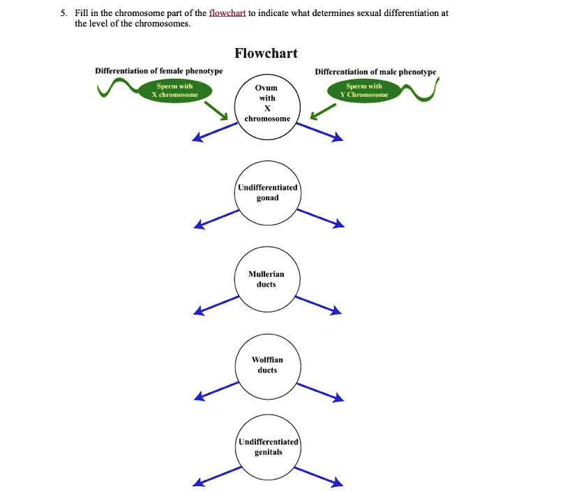 [GET ANSWER] 5. Fill in the chromosome part of the flowchart to ...