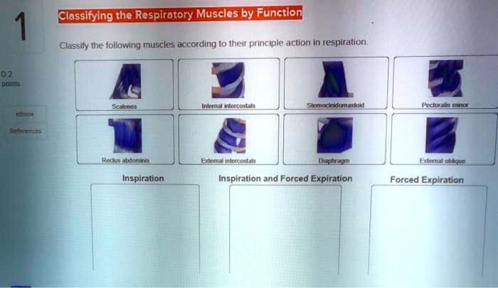 SOLVED: Classifying the Respiratory Muscles by Function Classify the following muscles according ...