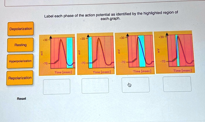 SOLVED: Label each phase of the action potential identified by the ...