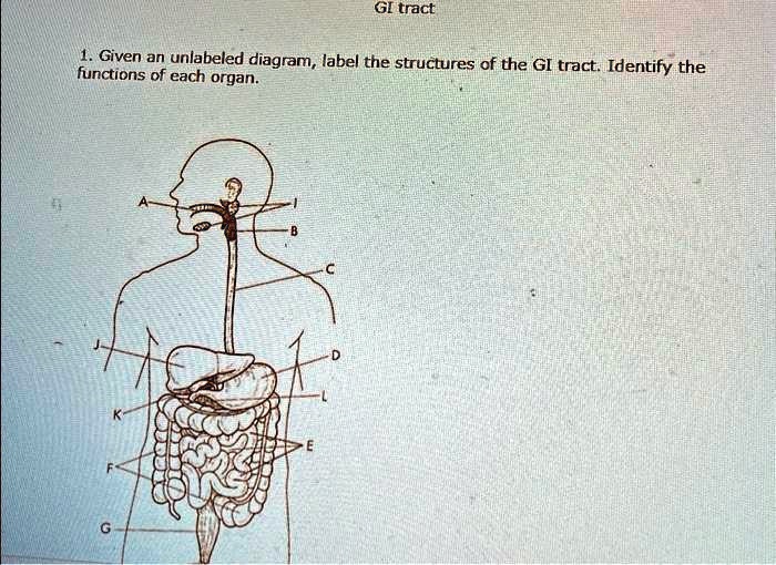 VIDEO solution: 1. Given an unlabeled diagram, label the structures of ...