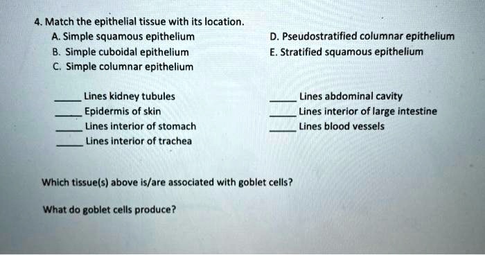 SOLVED: Match the epithelial tissue with its location: A. Simple ...