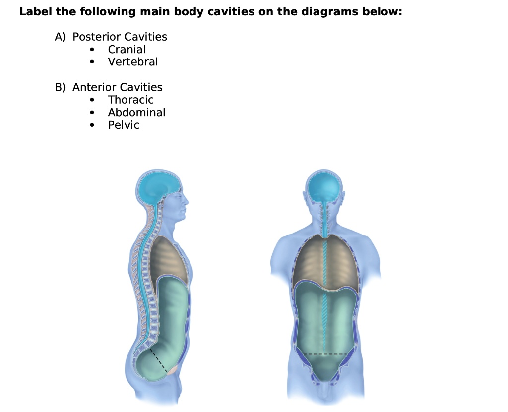 Label the following main body cavities on the diagrams below: A ...