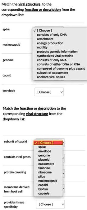 Match the viral structure to the corresponding function or description ...