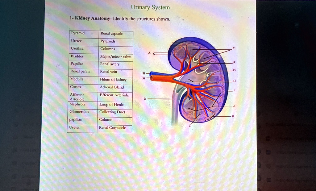 urinary system 1 kidney anatomy identify the structures shown pyramid renal capsule ureter ...
