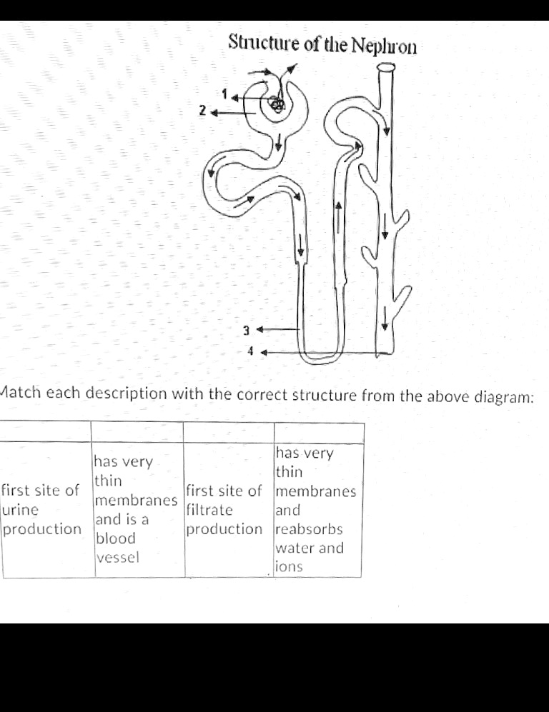 SOLVED: Structure of the Nephron Match each description with the correct structure from the ...