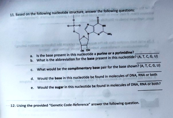 Following the nucleotide structure, answer the following questions: 11 ...