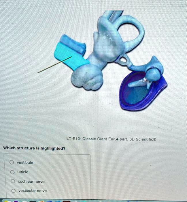Which structure is highlighted? vestibule utricle cochlear nerve ...