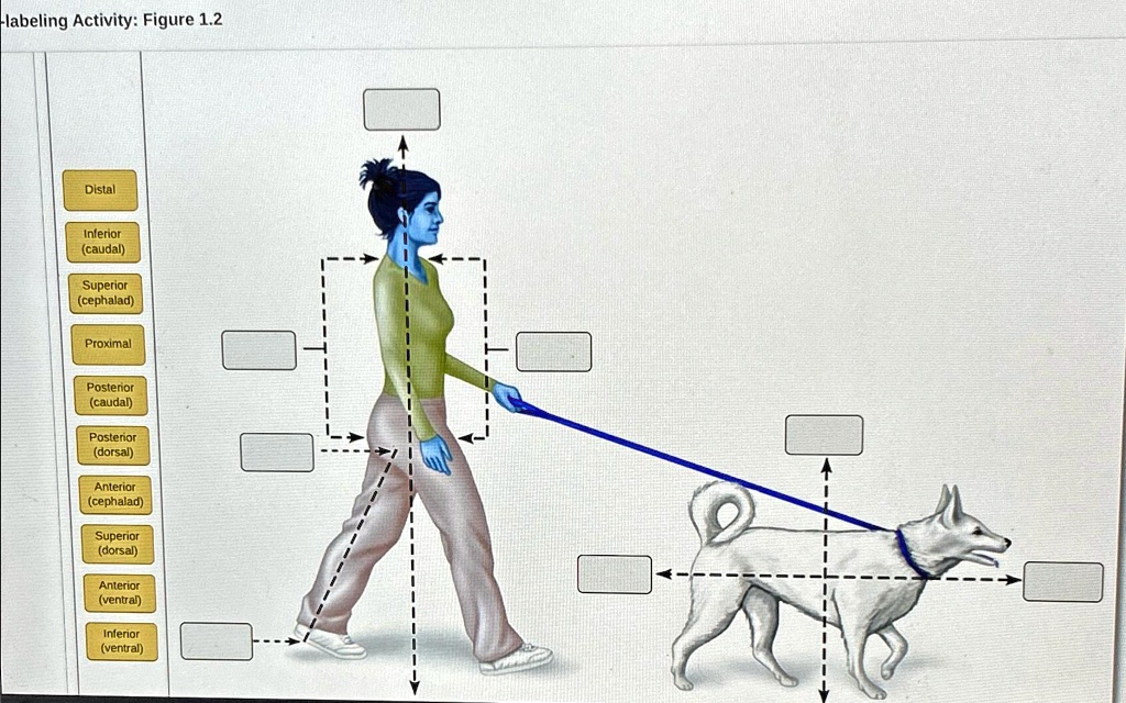 SOLVED: -labeling Activity: Figure 1.2 labeling Activity: Figure 1.2 ...