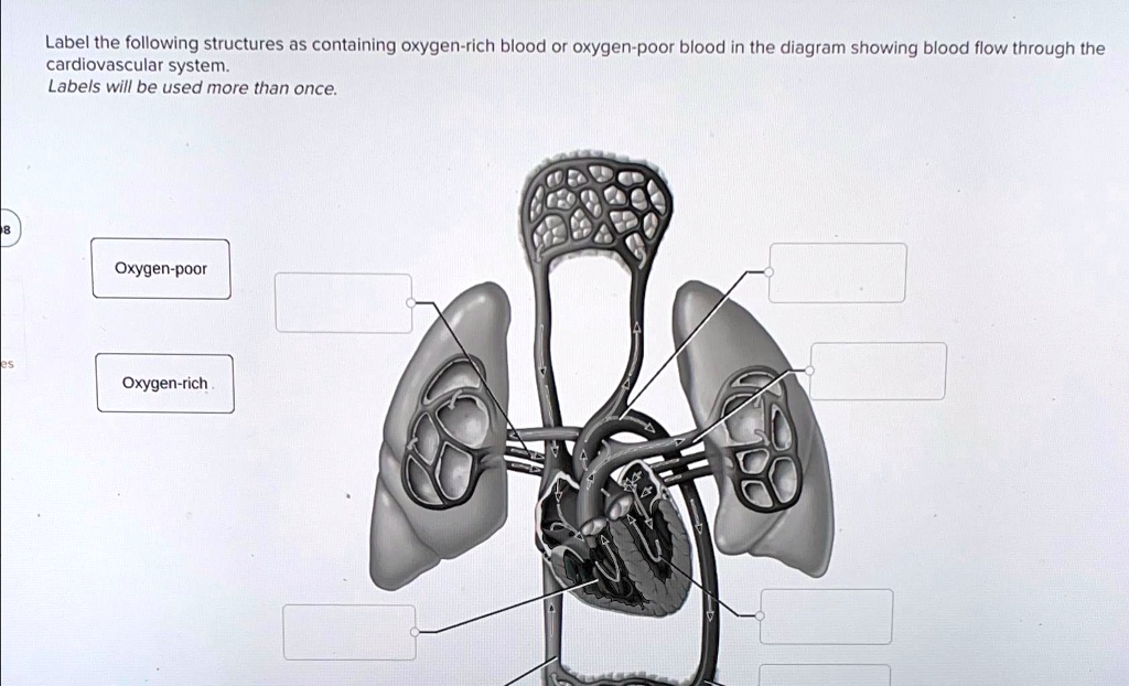 [GET ANSWER] Label the following structures as containing oxygen-rich blood or oxygen-poor blood ...