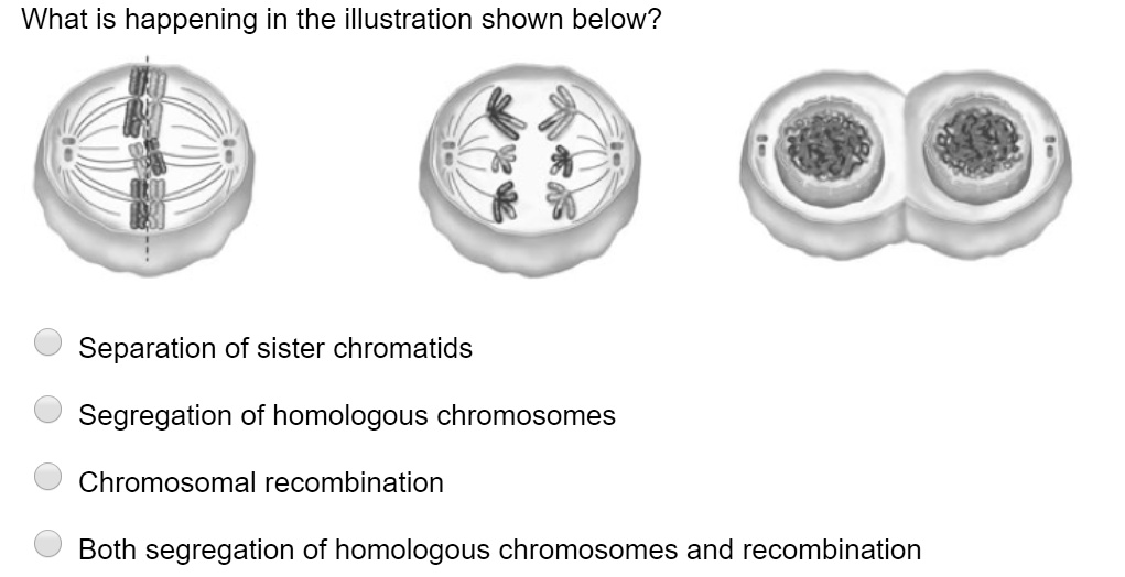 What is happening in the illustration shown below? Separation of sister ...
