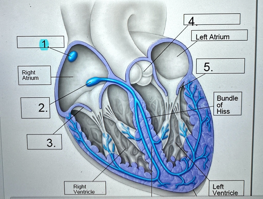 right atrium 1 2 3 4 left atrium 5 bundle of hiss right ventricle left ...