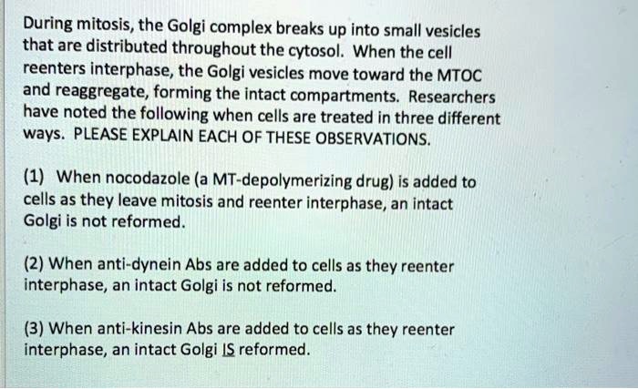 during mitosis the golgi complex breaks up into small vesicles that are ...
