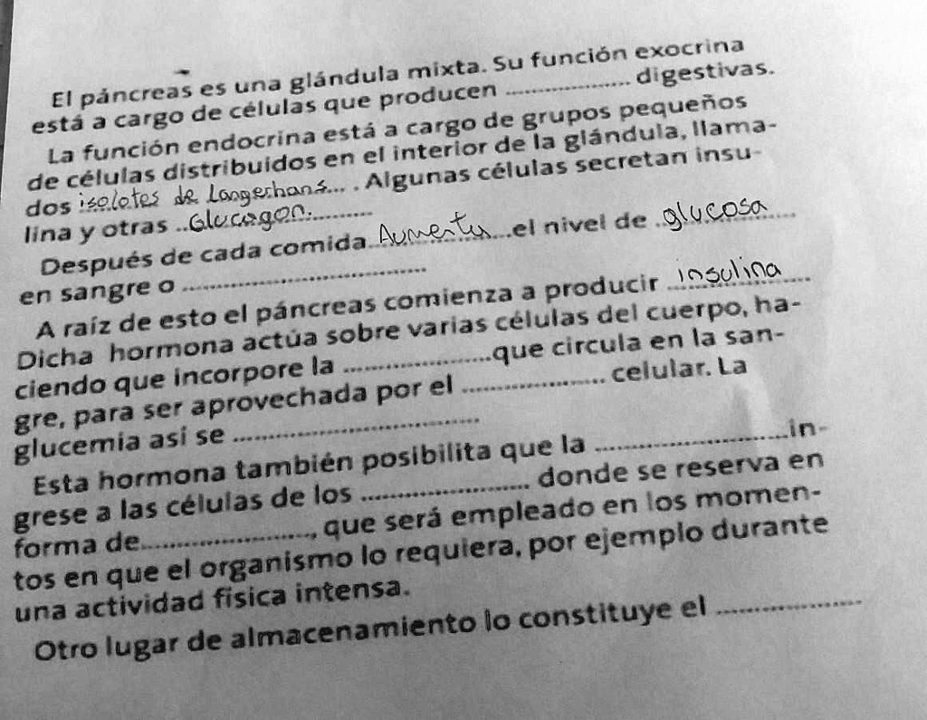 SOLVED: El pancreas es una glándula mixta. Su función exocrina está a ...