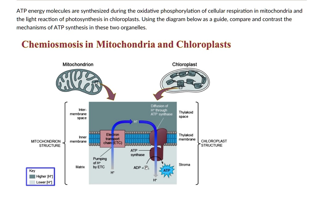 SOLVED: ATP energy molecules are synthesized during the oxidative ...