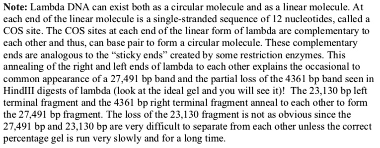 Note: Lambda DNA can exist both as a circular molecule and as a linear ...