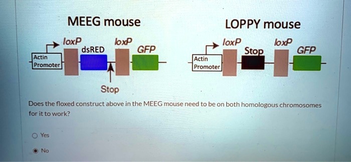 meeg mouse loxp bxp dsred gfp actin promoter loppy mouse loxp bxp stop ...