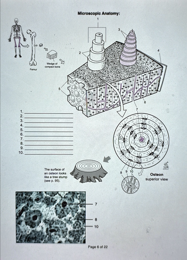 microscopic anatomy 1 2 3 4 5 6 7 8 9 10 the surface of an osteon looks ...