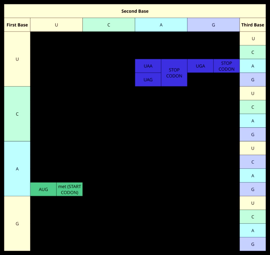 SOLVED: A sequence of DNA is changed from 5'-AAA-3' to 5'-AAG-3'. What kind of mutation is this ...