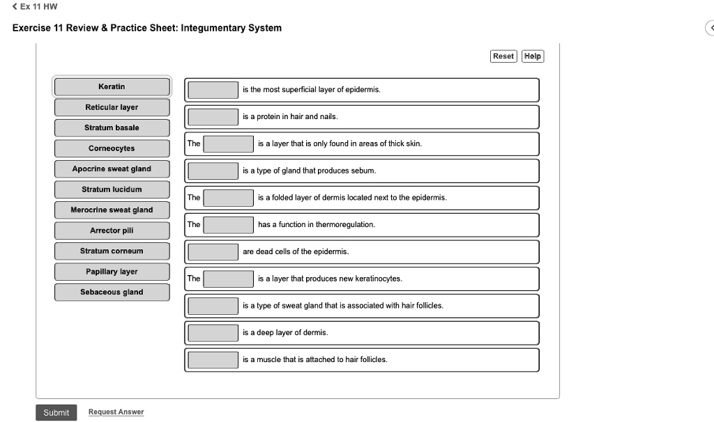 SOLVED: Exercise 11 Review Practice Sheet: Integumentary System Keratin ...