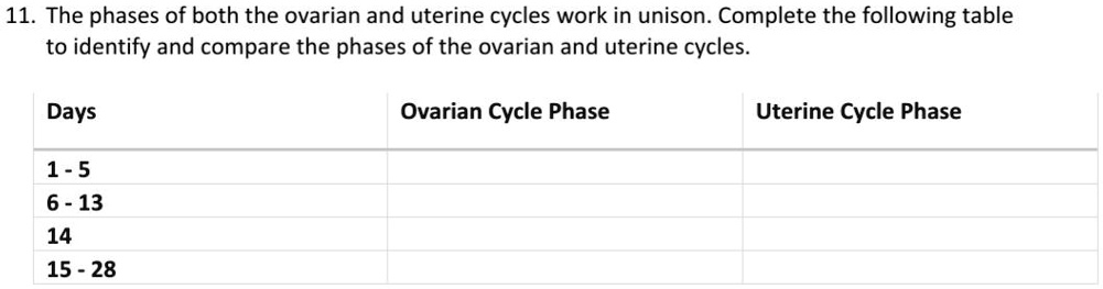 The phases of both the ovarian and uterine cycles work in unison ...