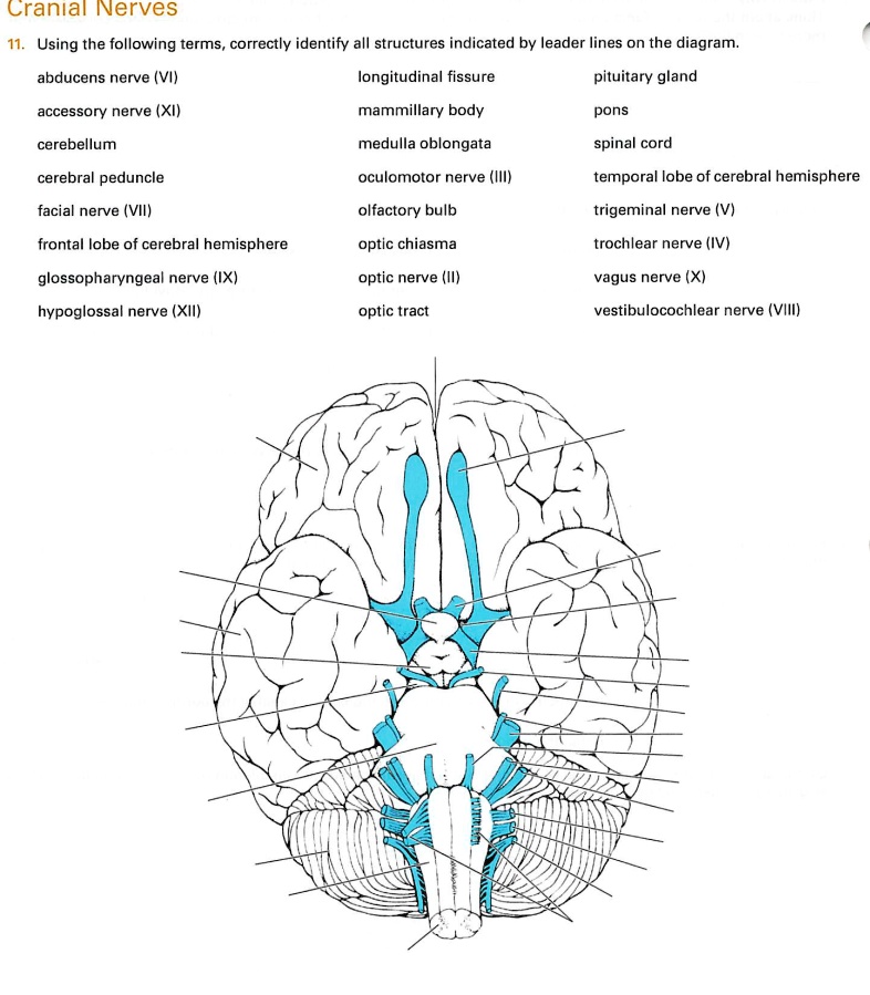 SOLVED: Cranial Nerves 11. Using the following terms, correctly ... SOLVED: Cranial Nerves 11. Using the following terms, correctly ...