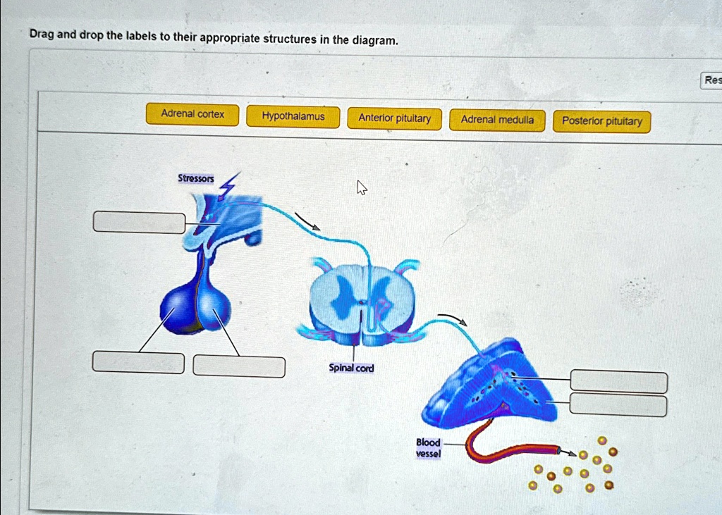 Drag and drop the labels to their appropriate structures in the diagram. Adrenal cortex ...