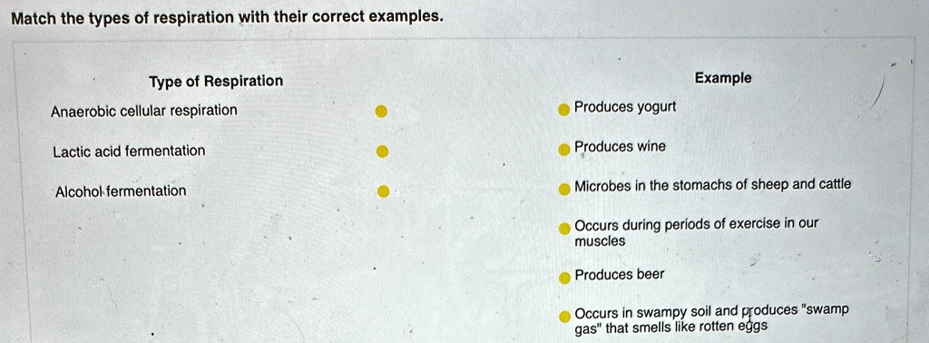 Match the types of respiration with their correct examples. Type of ...