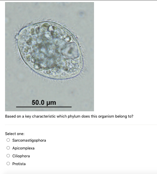 SOLVED: 50.0 um Based on key . characteristic which phylum does this organism belong to? Select ...