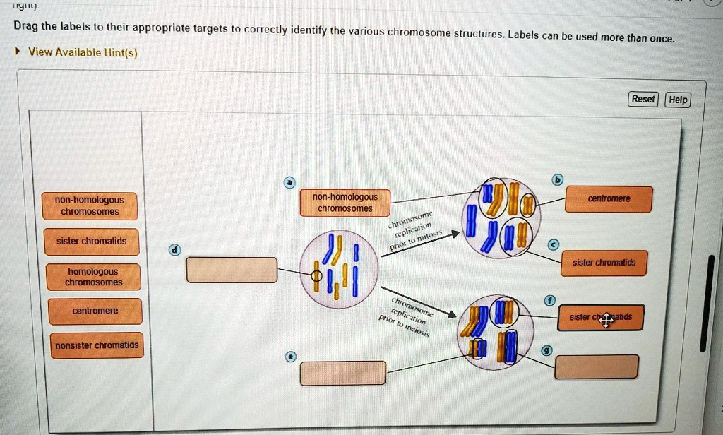drag the labels to their appropriate targets to correctly identify the various chromosome ...