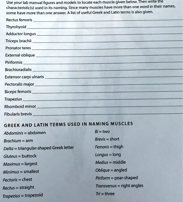 SOLVED: Use your lab manual figures and models to locate each muscle ...
