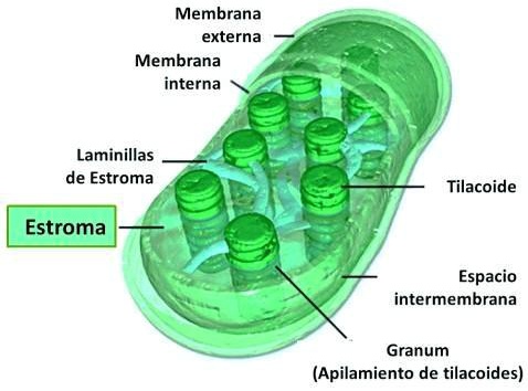 explica que sucede en la siguiente imagen membrana externa membrana ...