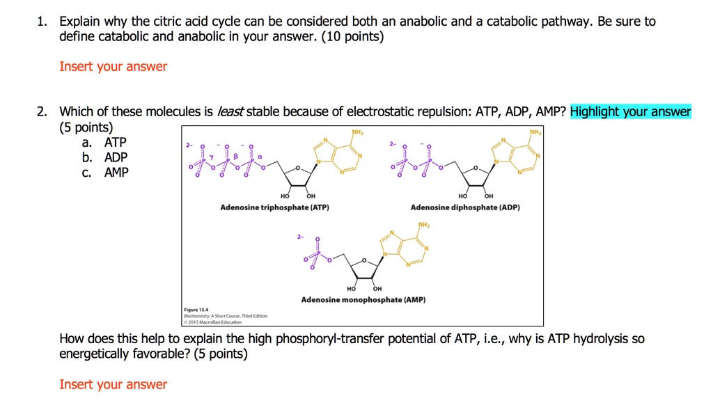 1. Explain why the citric acid cycle can be considered both an anabolic ...