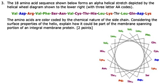 SOLVED: The 18 amino acid sequence shown below forms an alpha helical ...