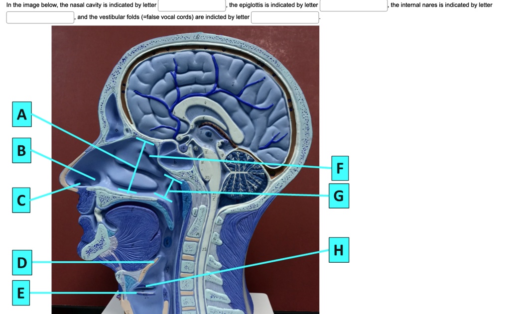 in the image below the nasal cavity is indicated by letter the ...