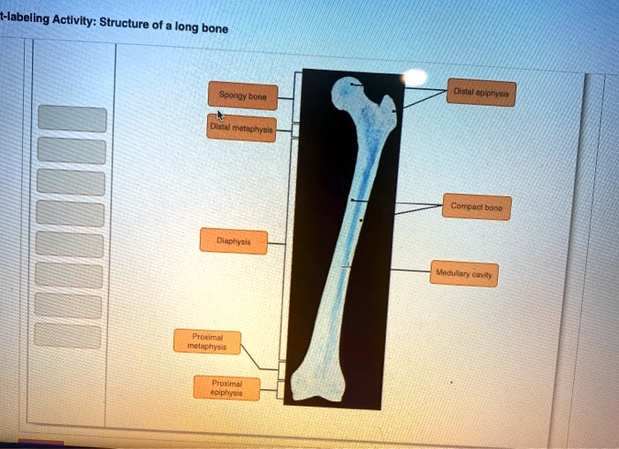 is this correct t labeling activitystructure of a long bone spongy bone ...