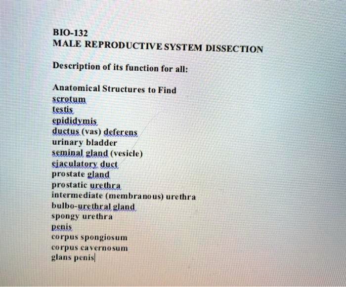 bio 132 male reproductive system dissection description of its function ...