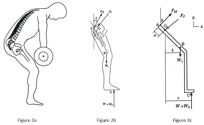 SOLVED: Consider the weight lifter illustrated in Figure 2a who is bent ...