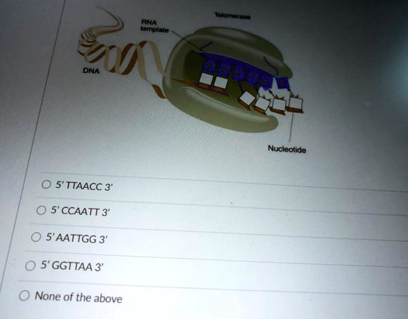 SOLVED: RNA template DNA Nucleotide 5' TTAACC 3' 5' CCAATT 3' 5' AATTGG ...