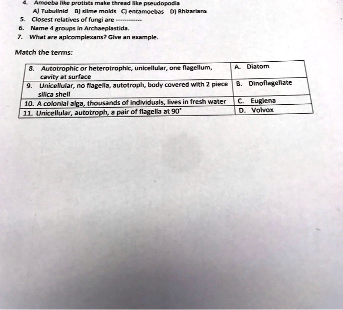 Solved Amoeba Like Protists Make Thread Like Pseudopodia A Tubulinid B Slime Molds C