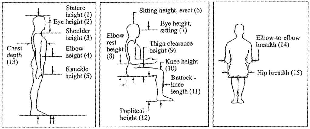 Stature height (1) Eye height (2) Shoulder height (3) Elbow height (4 ...