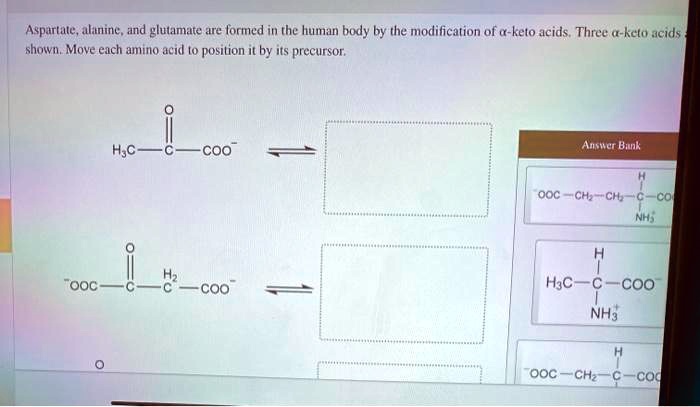 SOLVED: Aspartate, alanine , and glutamate are formed in the human body ...