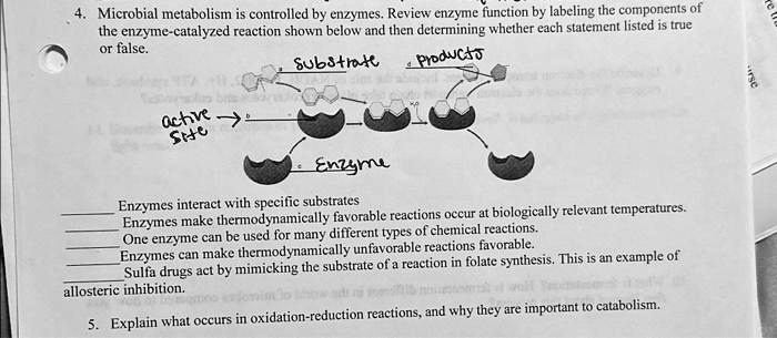 4. Microbial metabolism is controlled by enzymes. Review enzyme ...