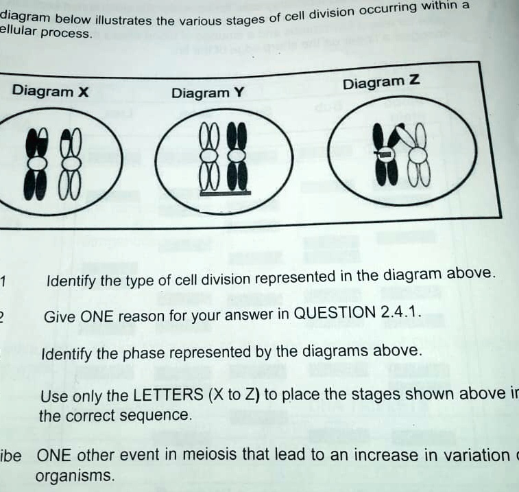 diagram below illustrates the various stages of cell division occurring ...
