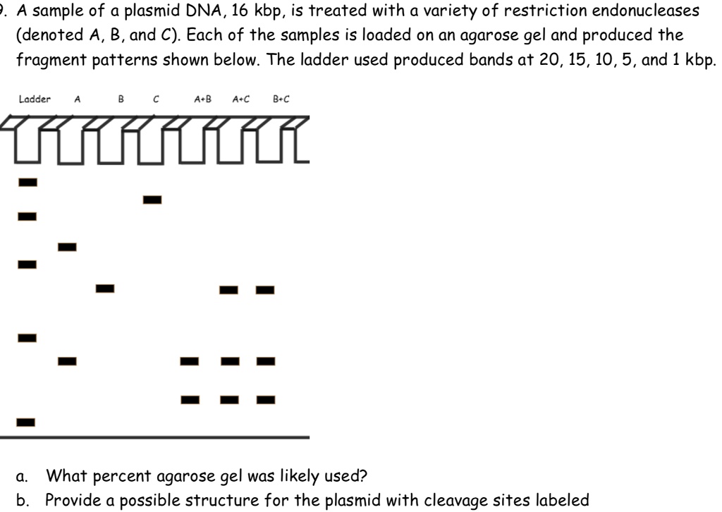 SOLVED: A sample of plasmid DNA, 16 kbp, is treated with a variety of restriction endonucleases ...