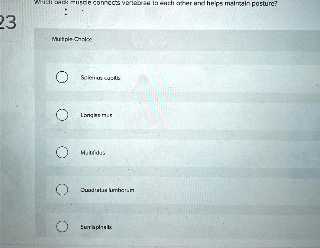 23 Which back muscle connects vertebrae to each other and helps ...