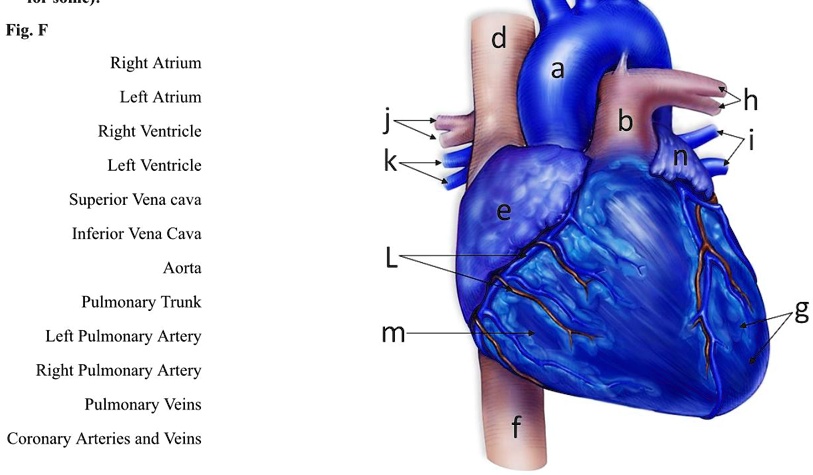 SOLVED: Fig; F Right Atrium Left Atrium b Right Ventricle Left Ventricle Superior Vena cava ...