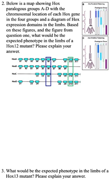 Solved Below Is Map Showing Hox Paralogous Groups A D With The